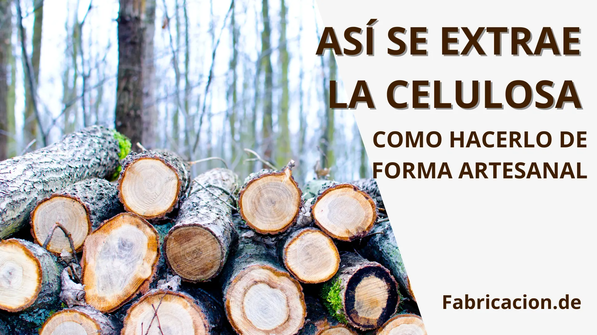 Cómo extraer la celulosa en casa 【Guia completa 2025